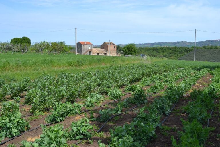 How To Start A Sustainable Hobby Farm