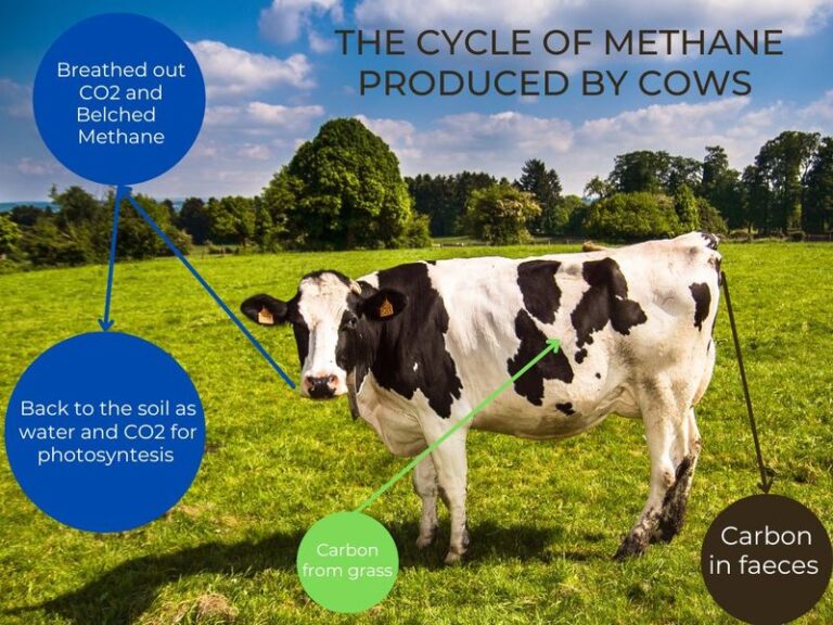 What Is Agriculture: 8 Types And Environmental Impact