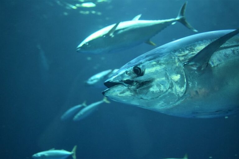 Endangered Animals: Species On The Brink Of Extinction