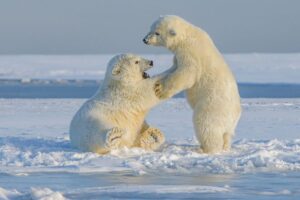 Bears Are Cute: Can Bears Bond With Humans?