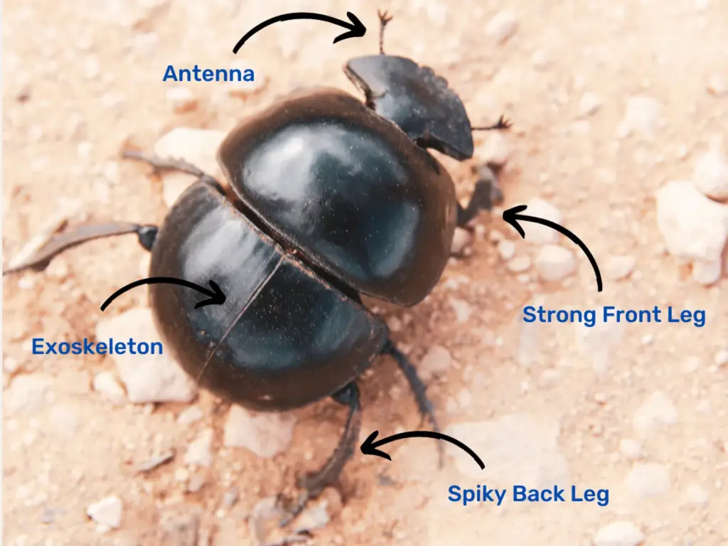 The Dung Beetle Fun Facts And Benefits For Ecosystems The Dung Beetle Fun Facts And Benefits For Ecosystems