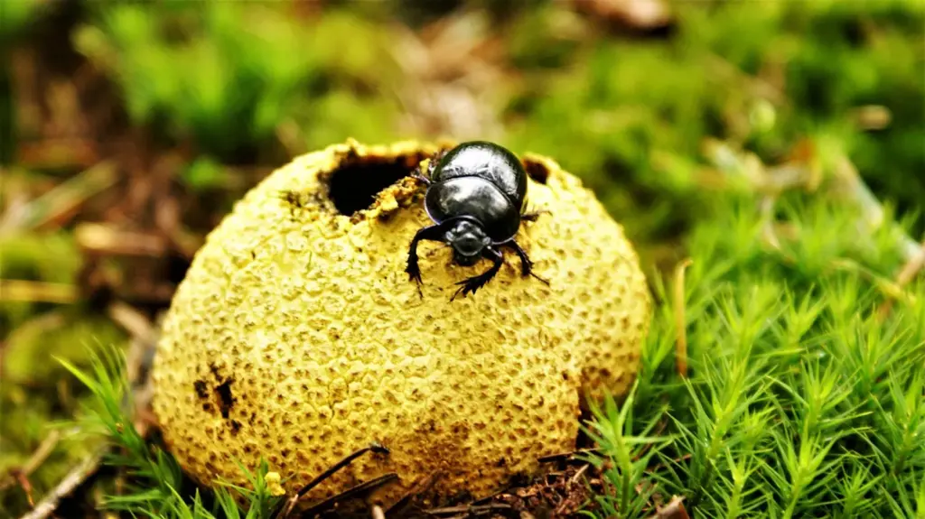The Dung Beetle Fun Facts And Benefits For Ecosystems The Dung Beetle Fun Facts And Benefits For Ecosystems