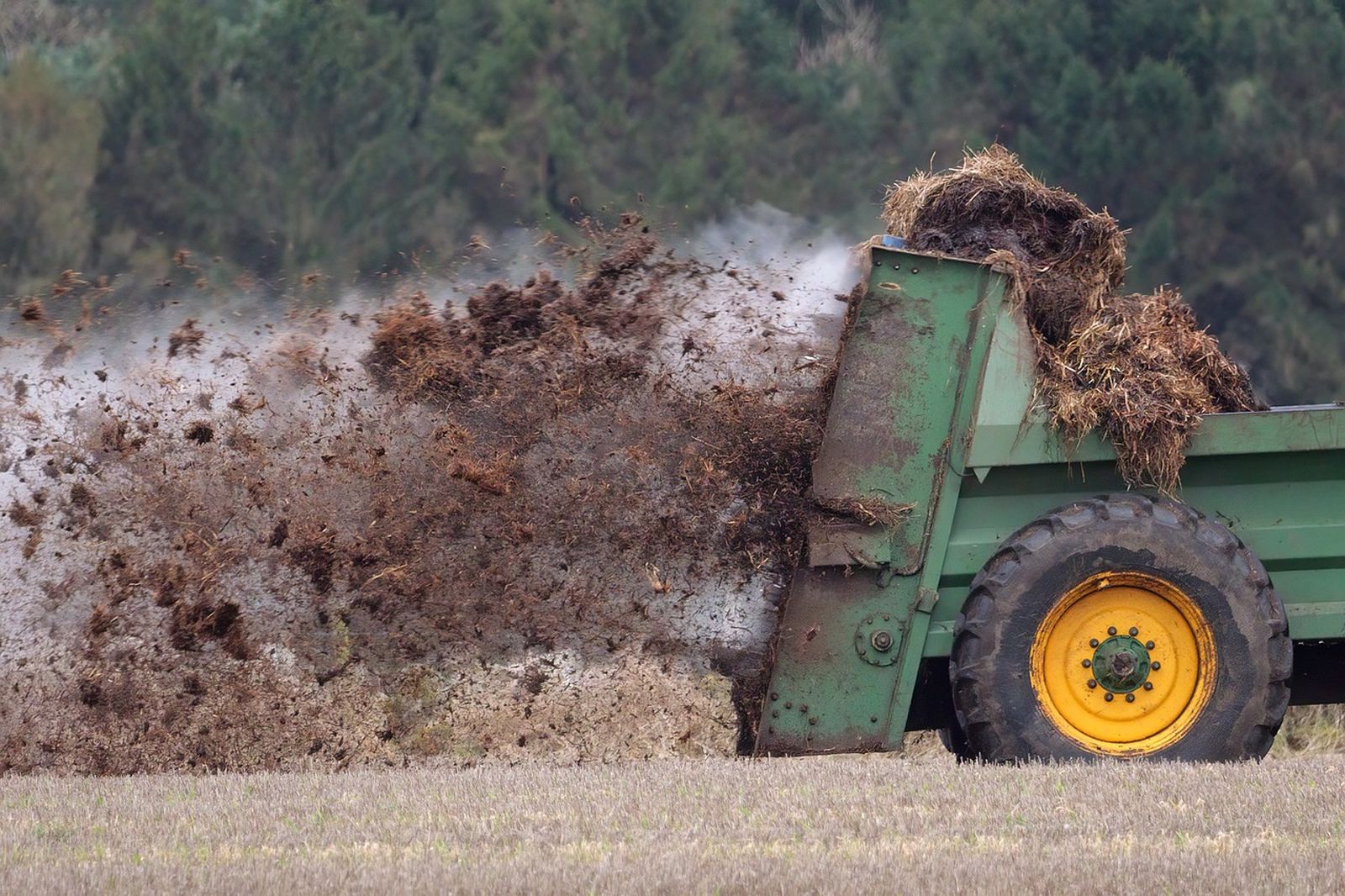 Cow Manure And The Environment: Benefits And Drawbacks