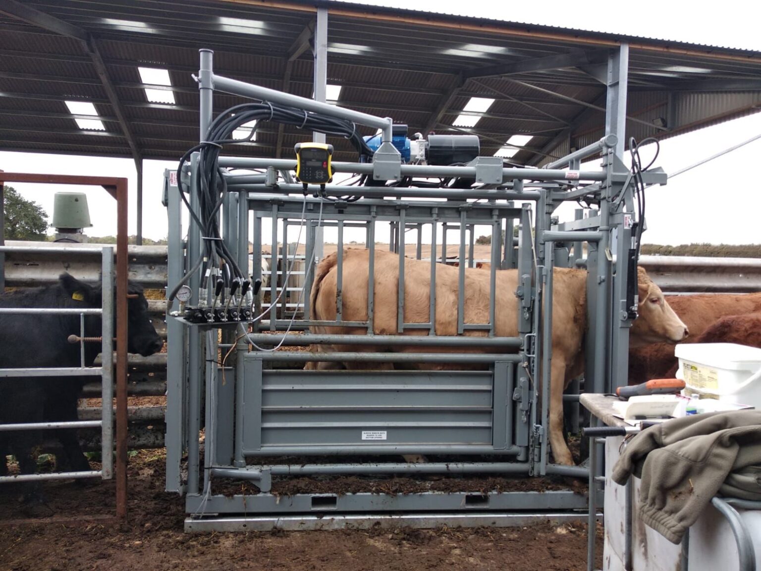 How To Handle Cattle: Safeguarding Animals And People!