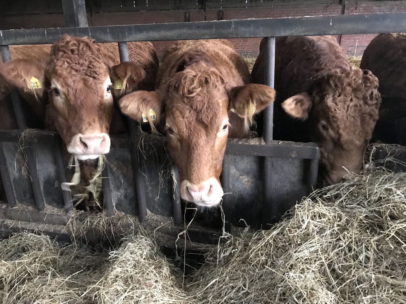 How To Handle Cattle: Safeguarding Animals And People!