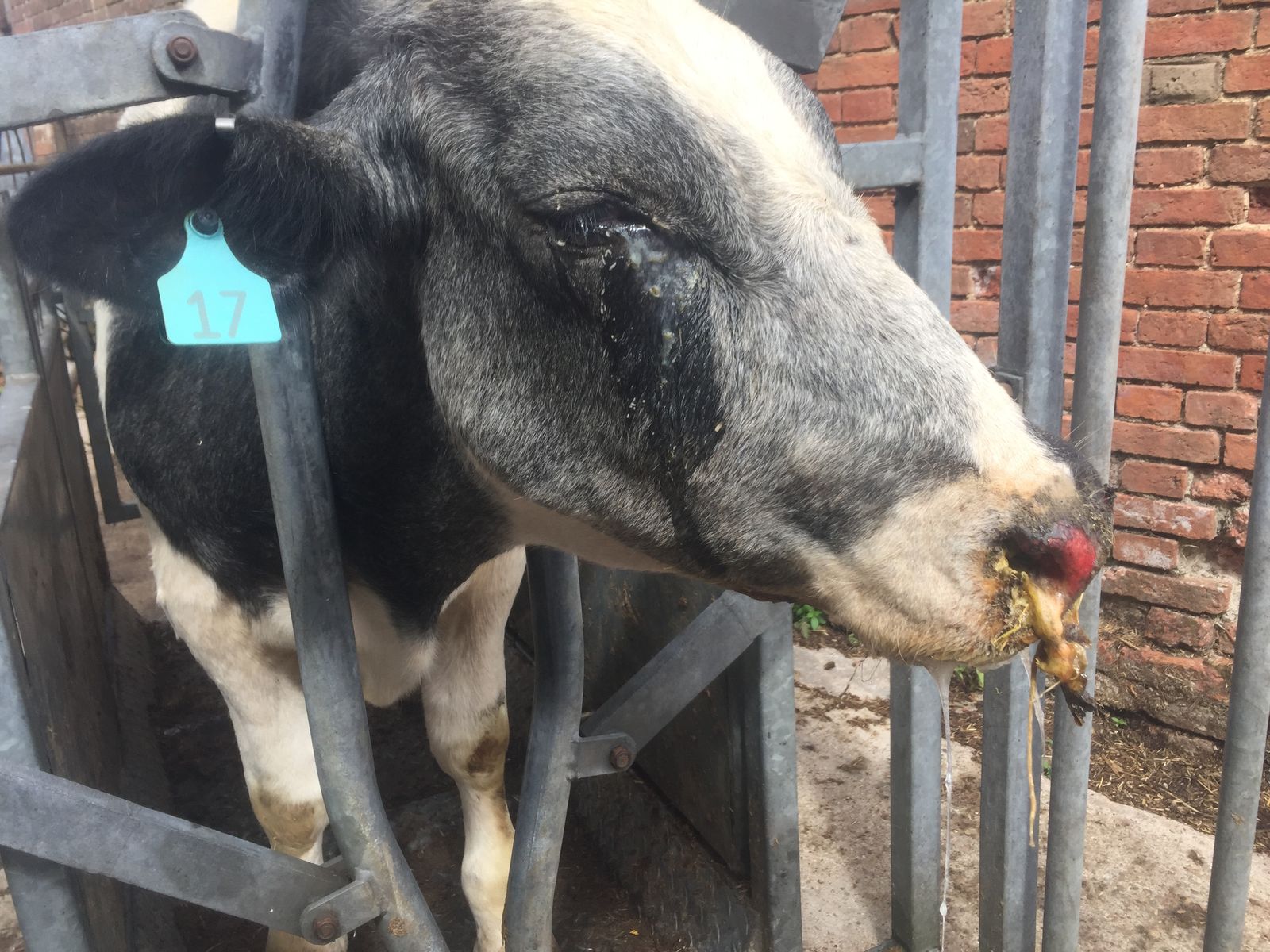 How To Handle Cattle: Safeguarding Animals And People!