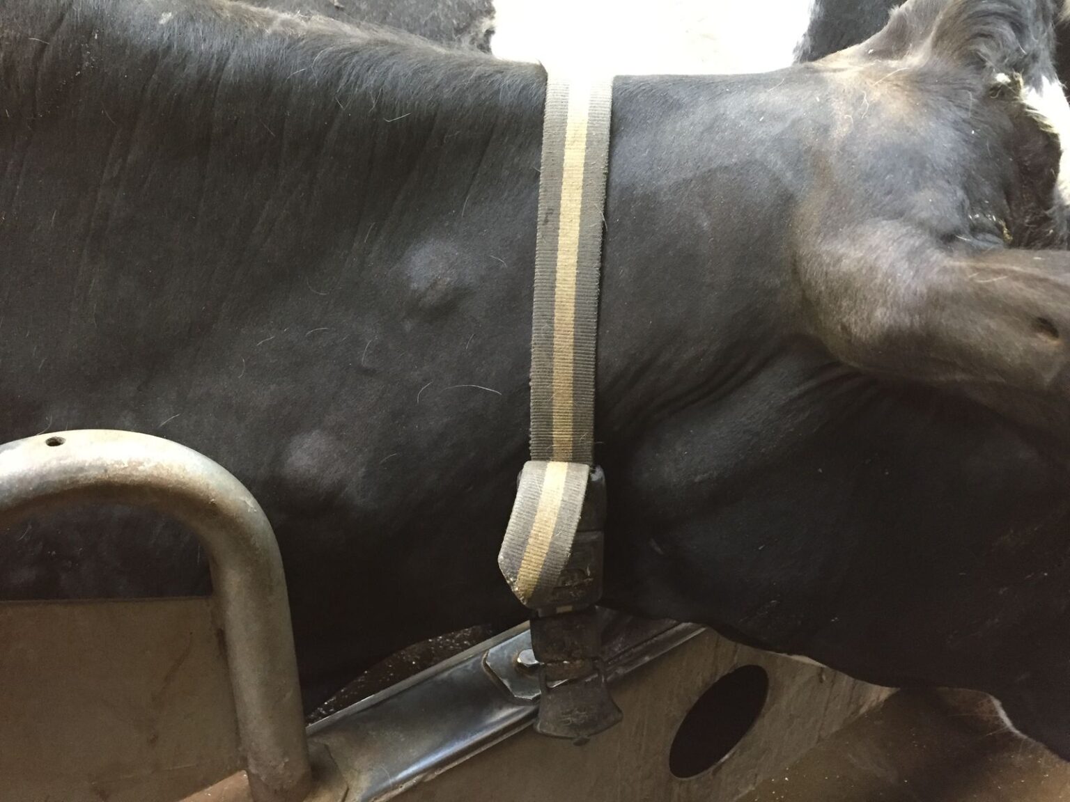 Does Precision Livestock Farming Improve Animal Welfare?