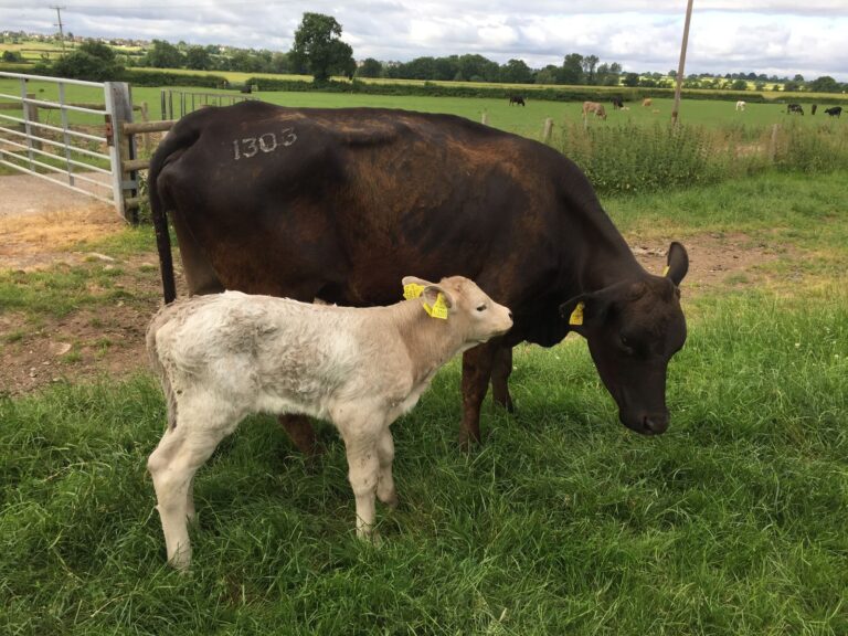 Cattle Farming: The Life Of A Cow
