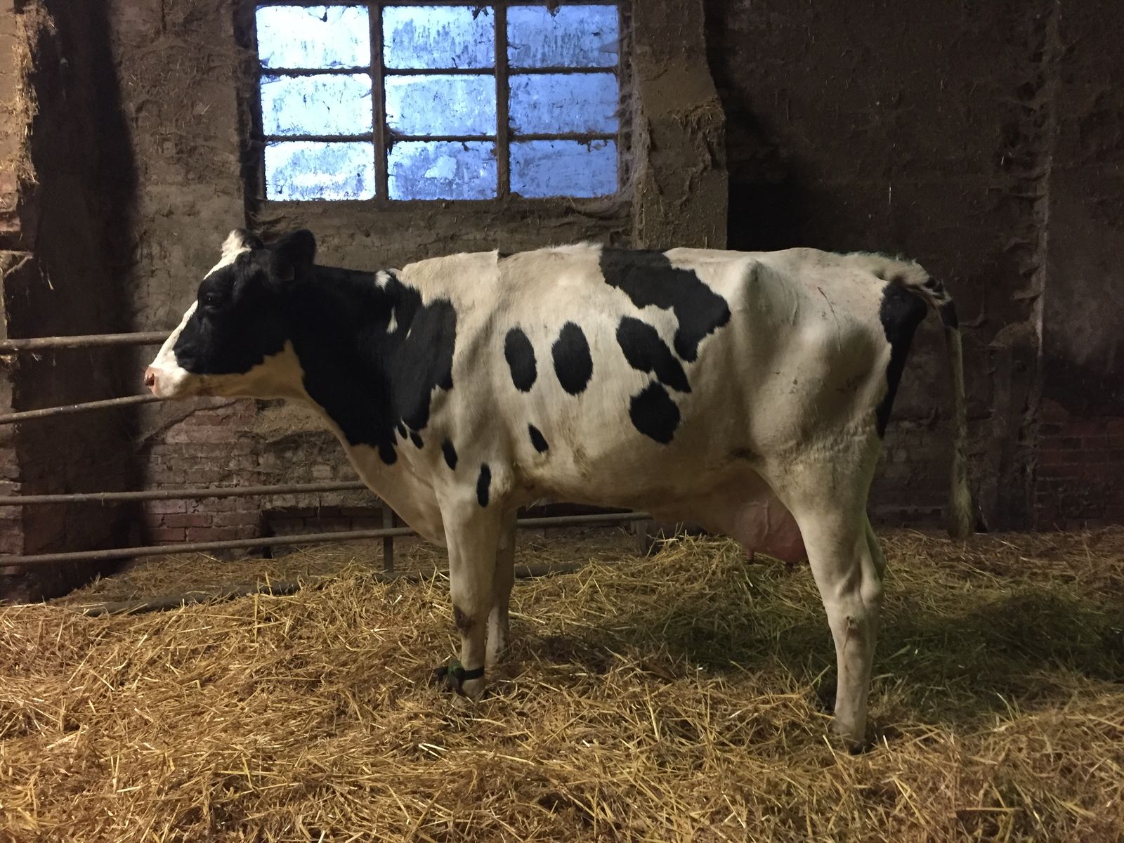 Cattle Farming: The Life Of A Cow