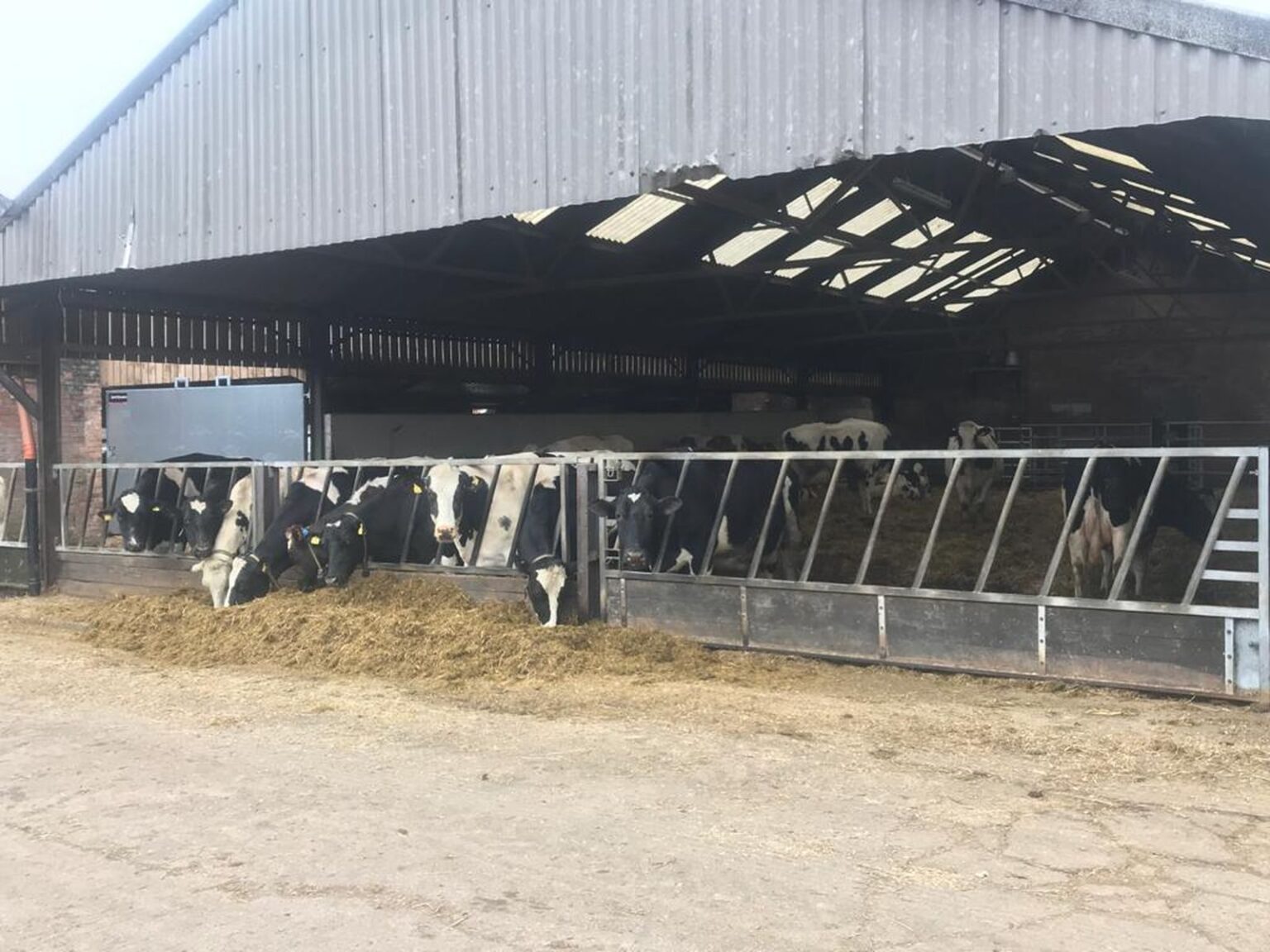 Cattle Farming: The Life Of A Cow