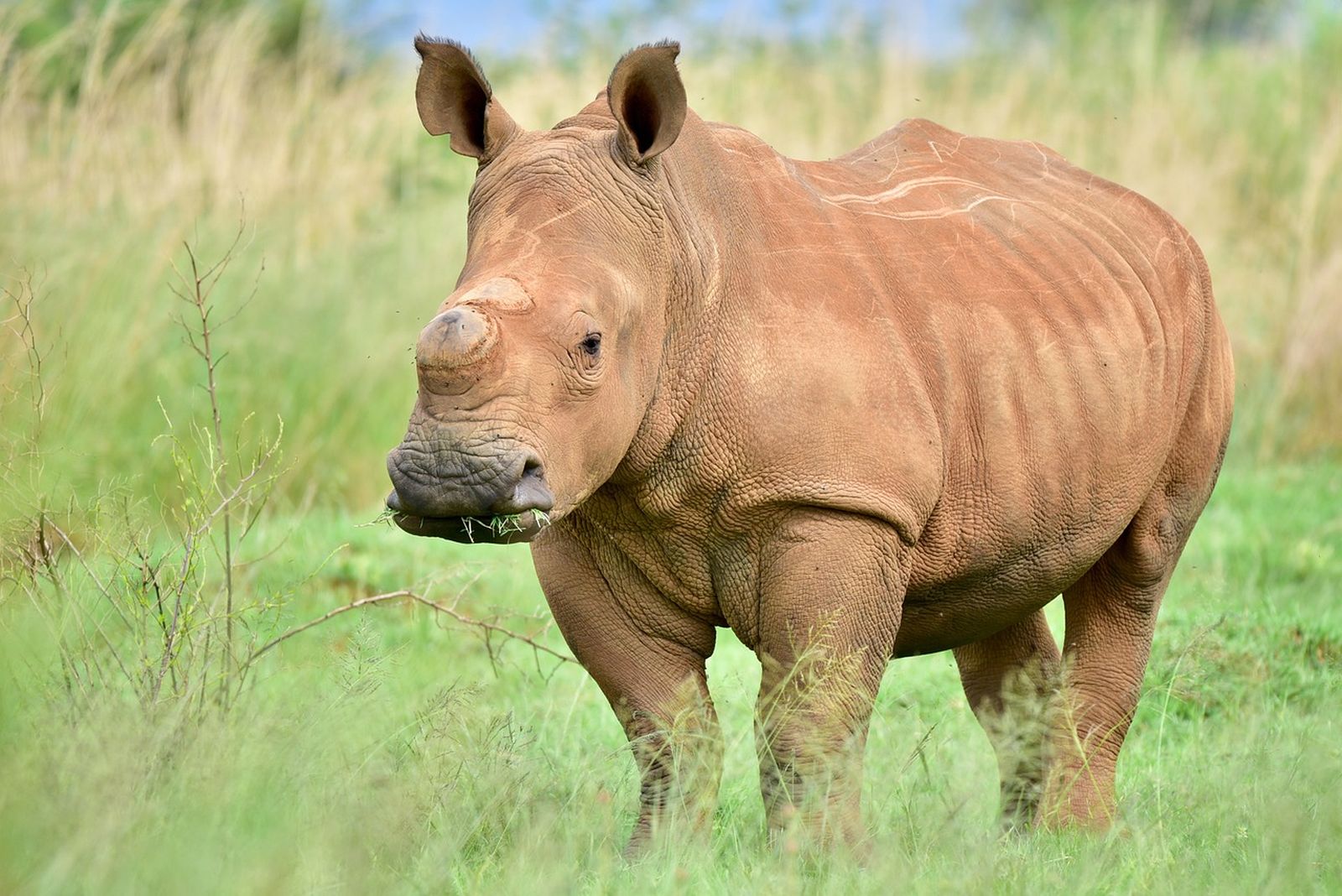 How Poaching Affects The Environment