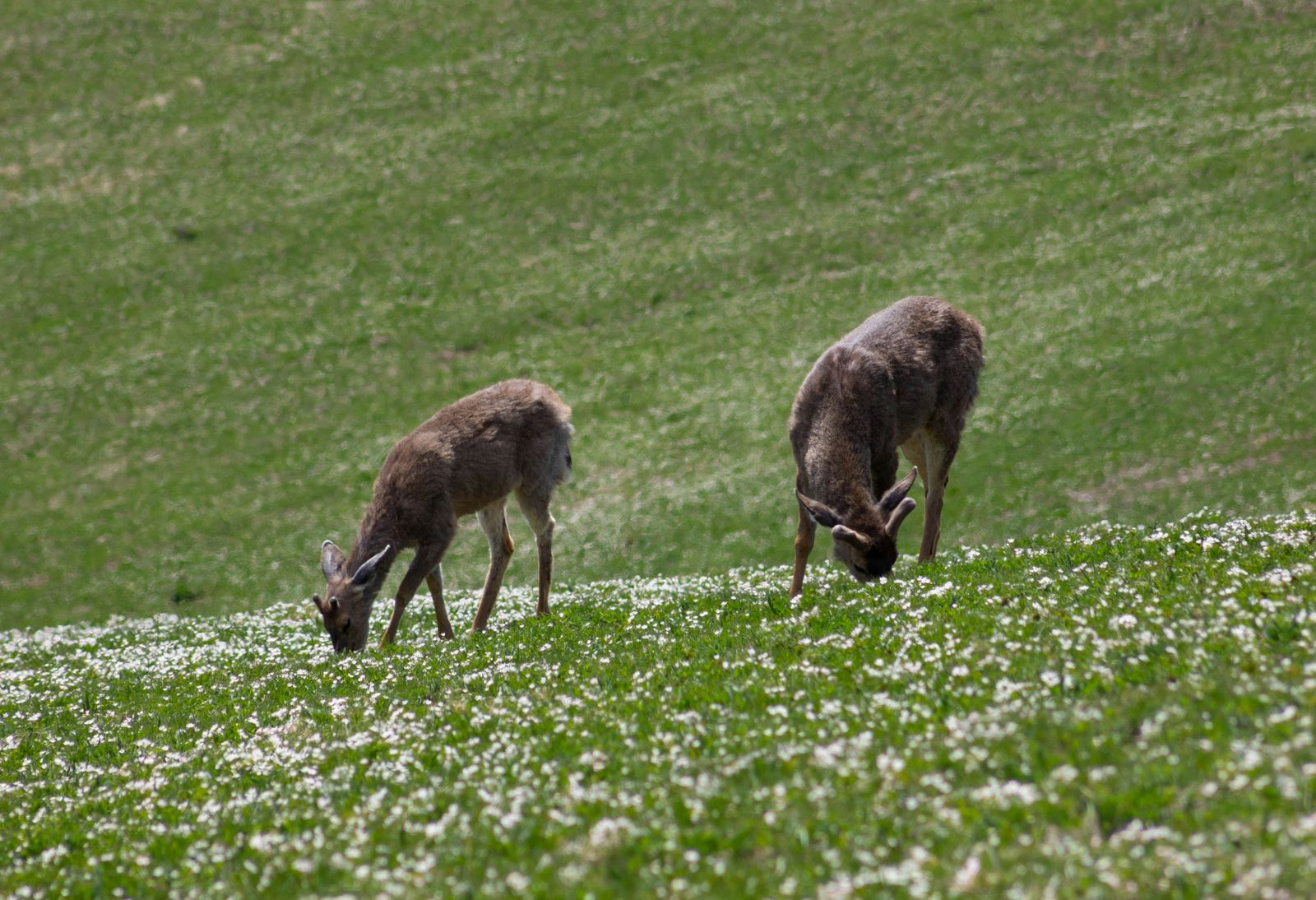 Wildlife Food Chain: Trophic Levels Explained
