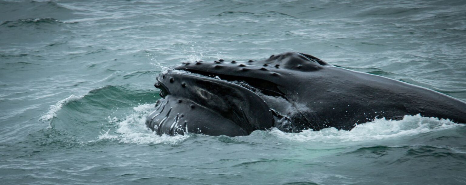 Do Whales Have Teeth? Toothed Vs. Baleen Whale Differences