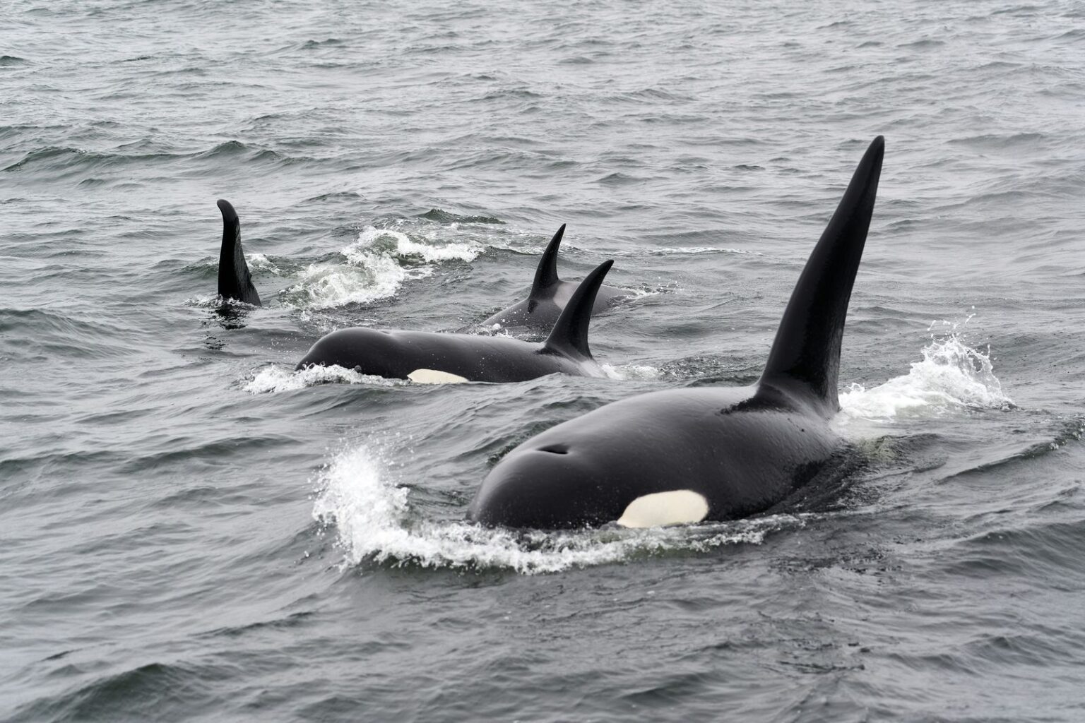 What Do Orcas Eat? Hunting Techniques And Prey Choices