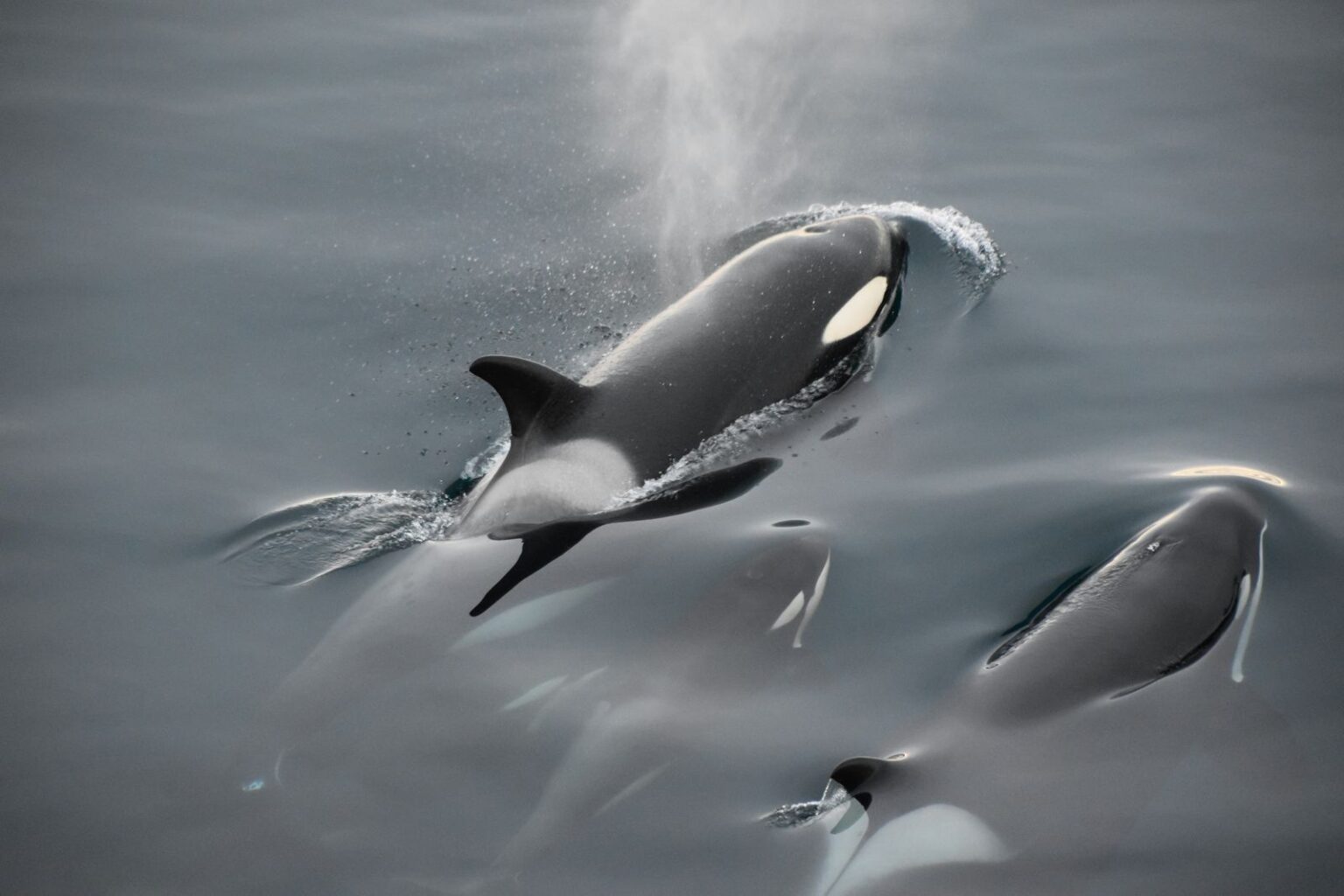 Why Do Whales Spout Water?