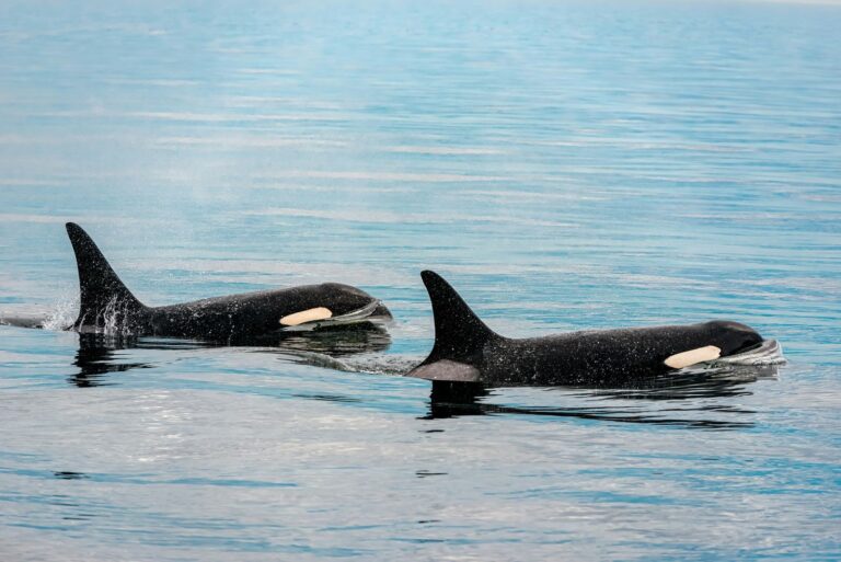 What Do Orcas Eat? Hunting Techniques And Prey Choices