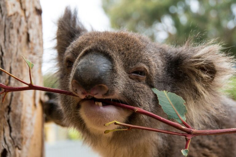 Koala Bear Anatomy And Behaviours