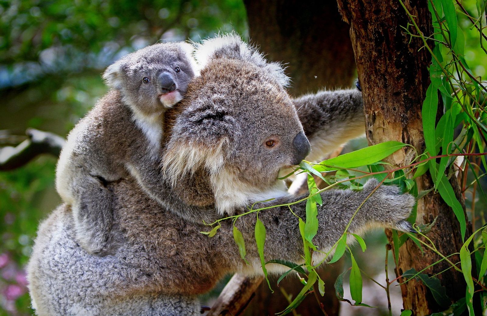 Koala Reproduction: Mating, Gestation, And Joey Development