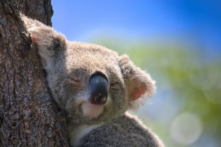 The Koala Brain: Are Koalas Dumb?