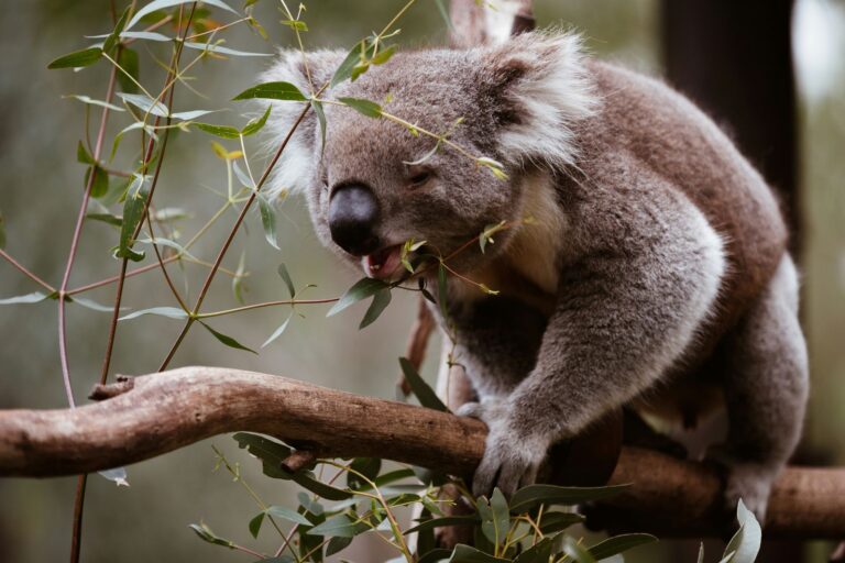 Koala Bear Diet: Unique Adaptations And Nutritional Challenges