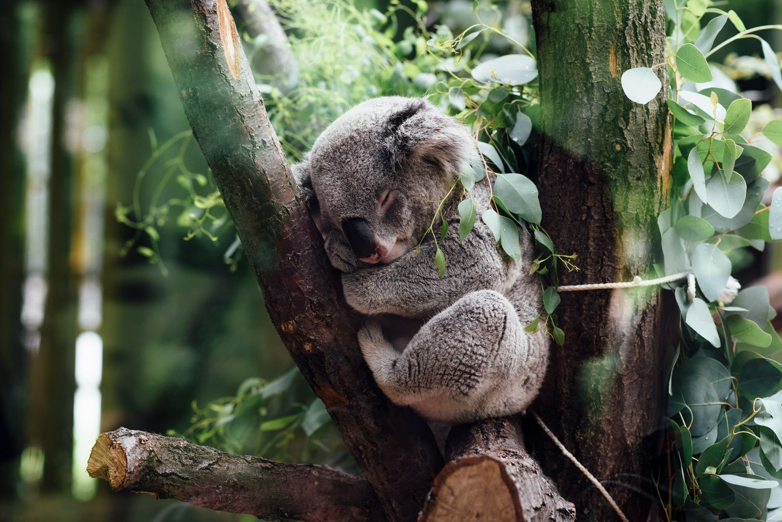 Koala Reproduction: Mating, Gestation, And Joey Development