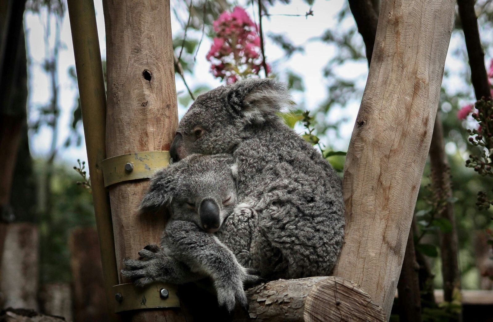 Are Koala Bears Going Extinct? - Threats And Solutions