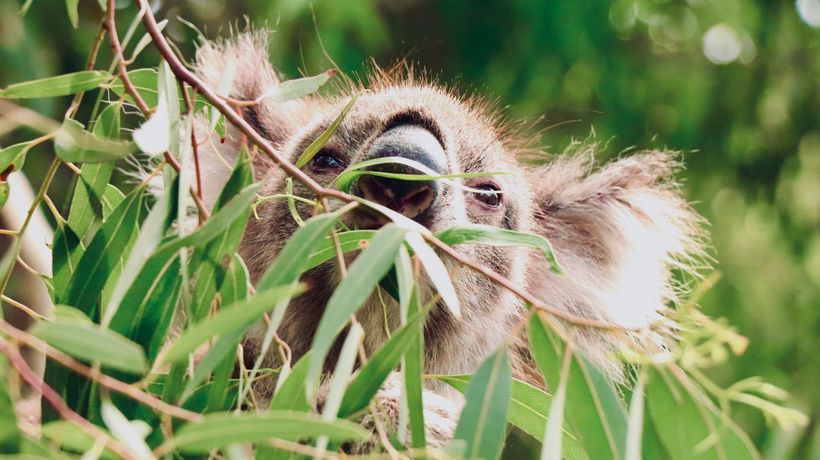 Koala Bear Anatomy And Behaviours