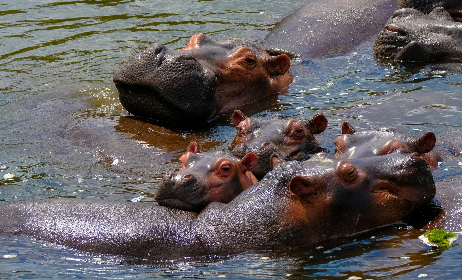 Hippo Social Structure: Roles Of Dominant Males And Females
