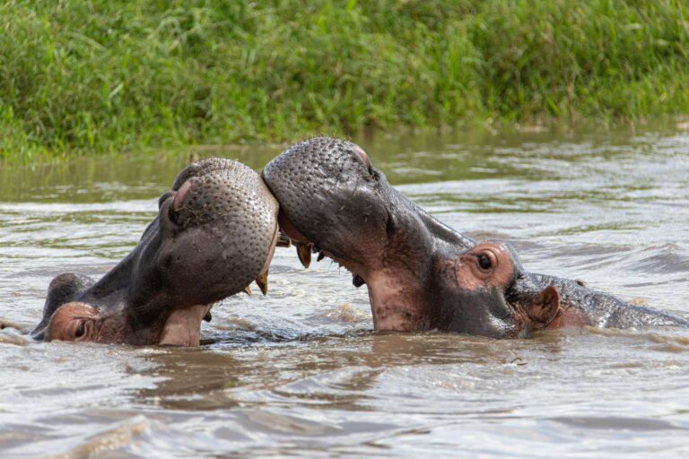 Are Hippos Aggressive? Understanding Human-Hippo Conflicts