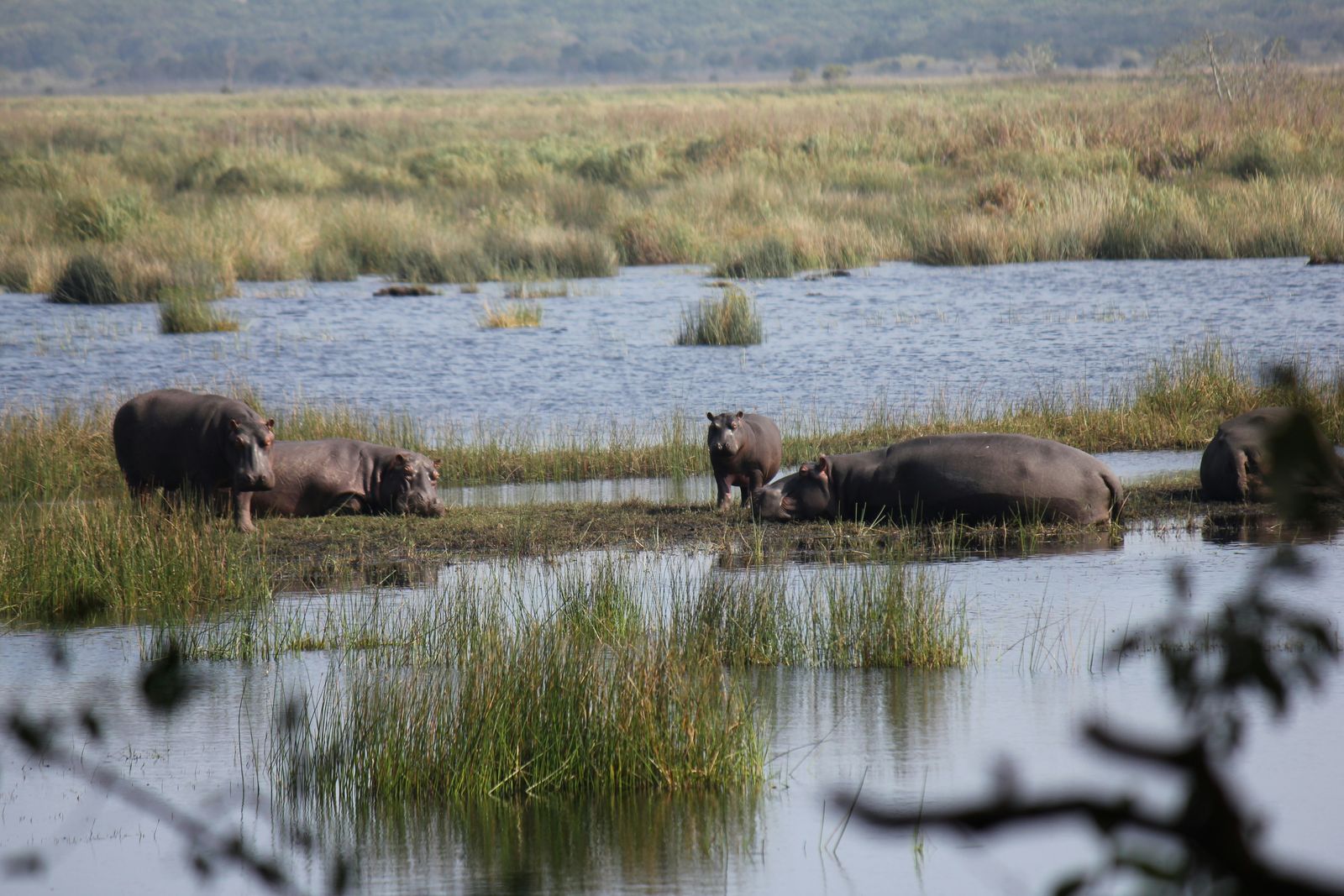 Are Hippos Territorial? Dominant Males And The Water