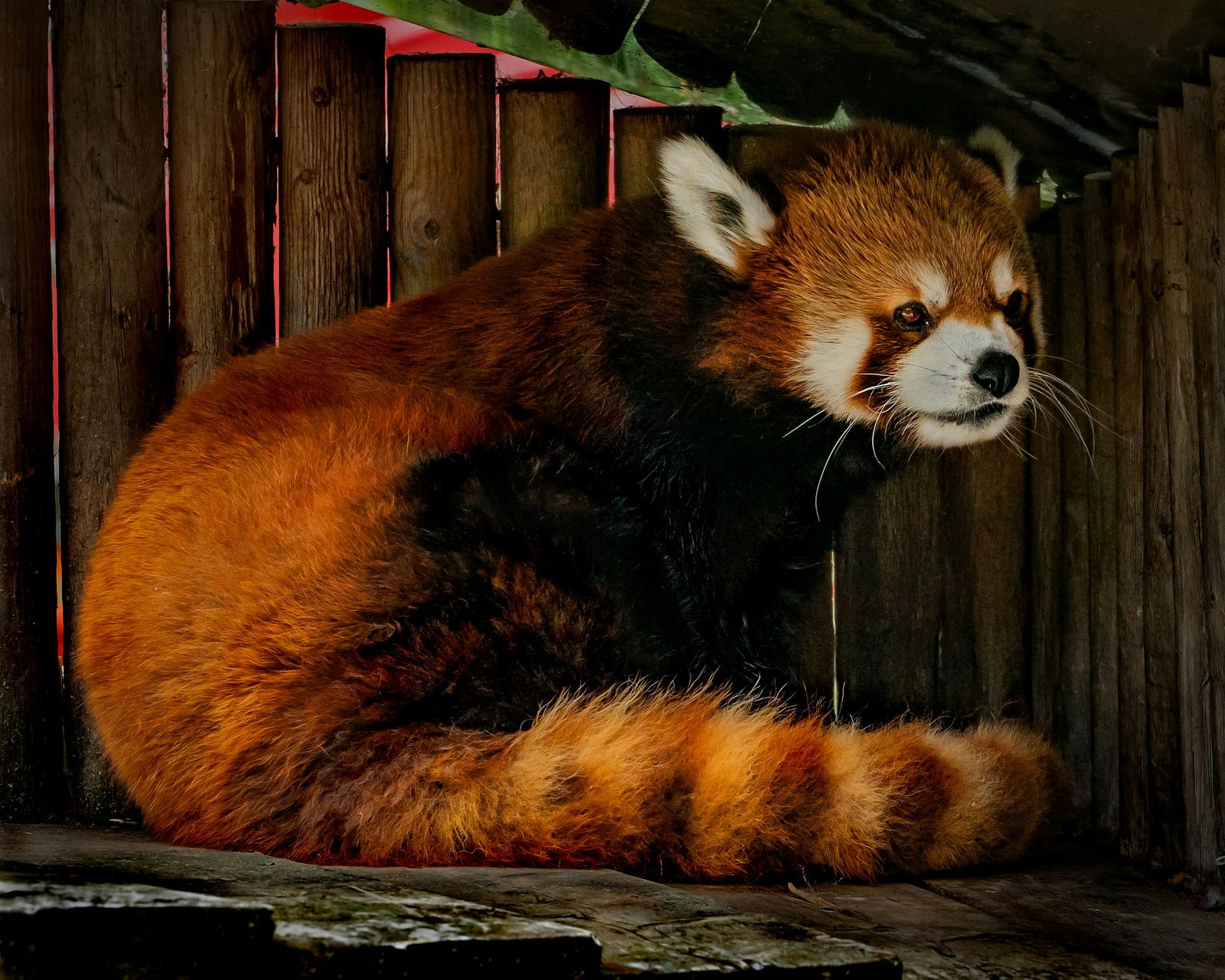Conservation Of Red Pandas: Breeding And Climate Change