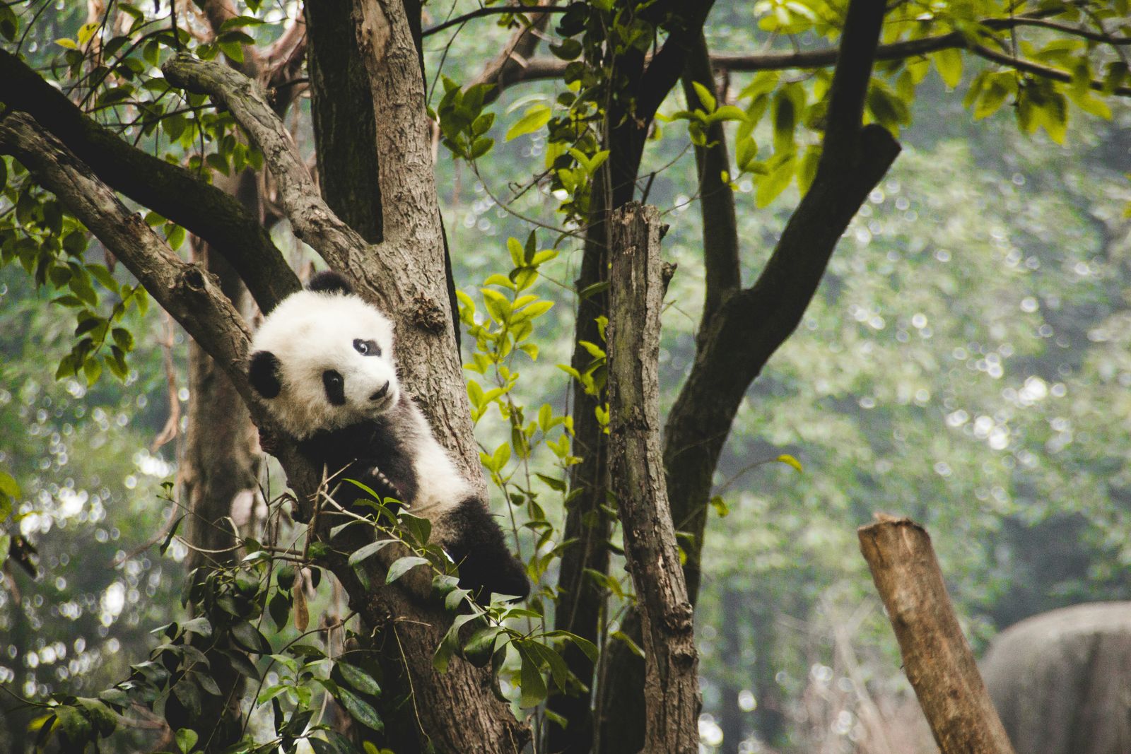 Panda Breeding Programs: Innovations In Conservation