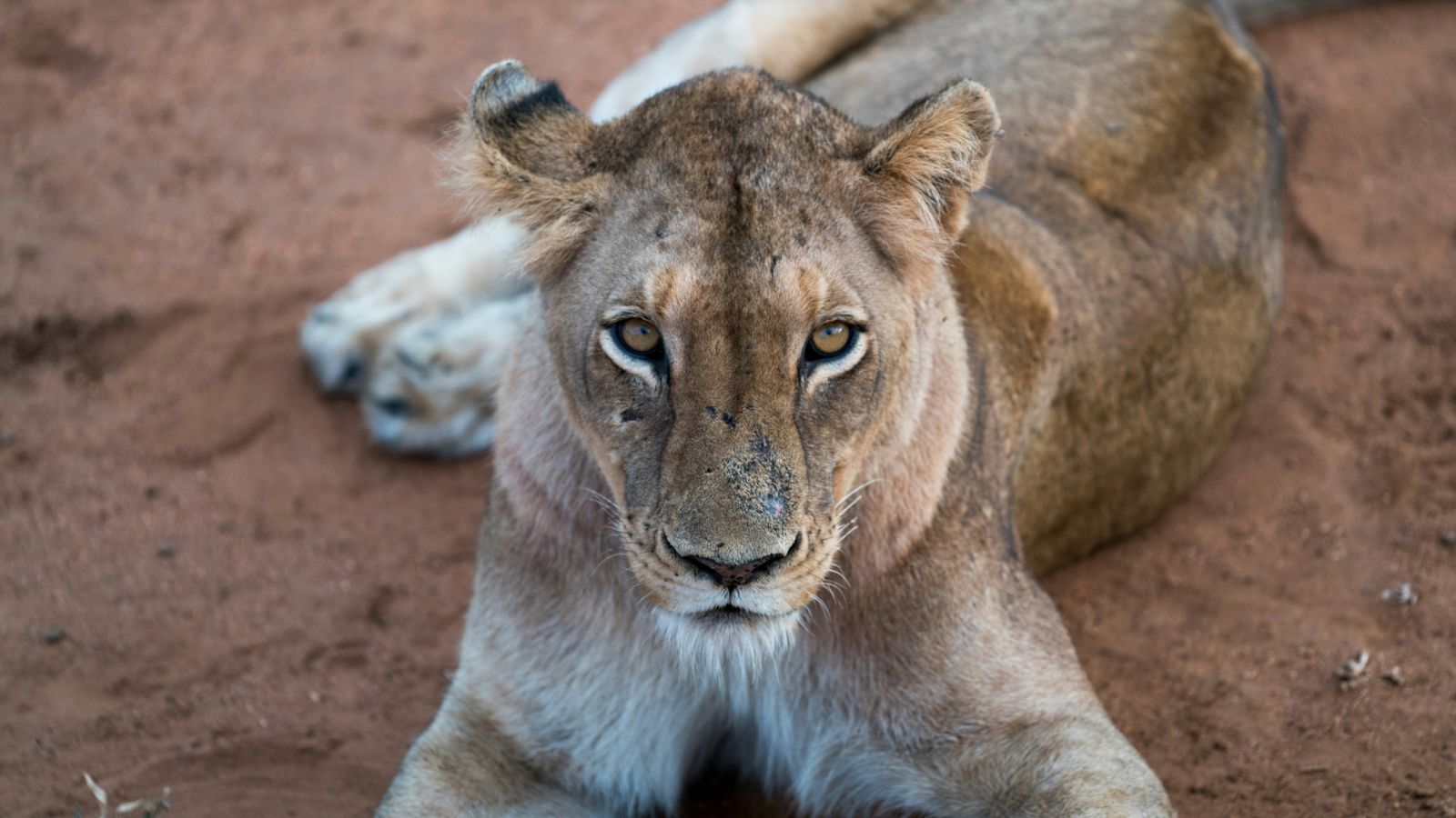 How Do Lions Communicate: Roars, Grunts, And Body Language