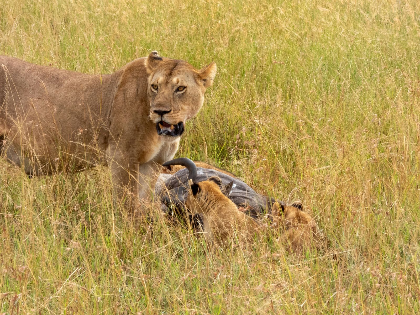 How Do Lions Communicate: Roars, Grunts, And Body Language