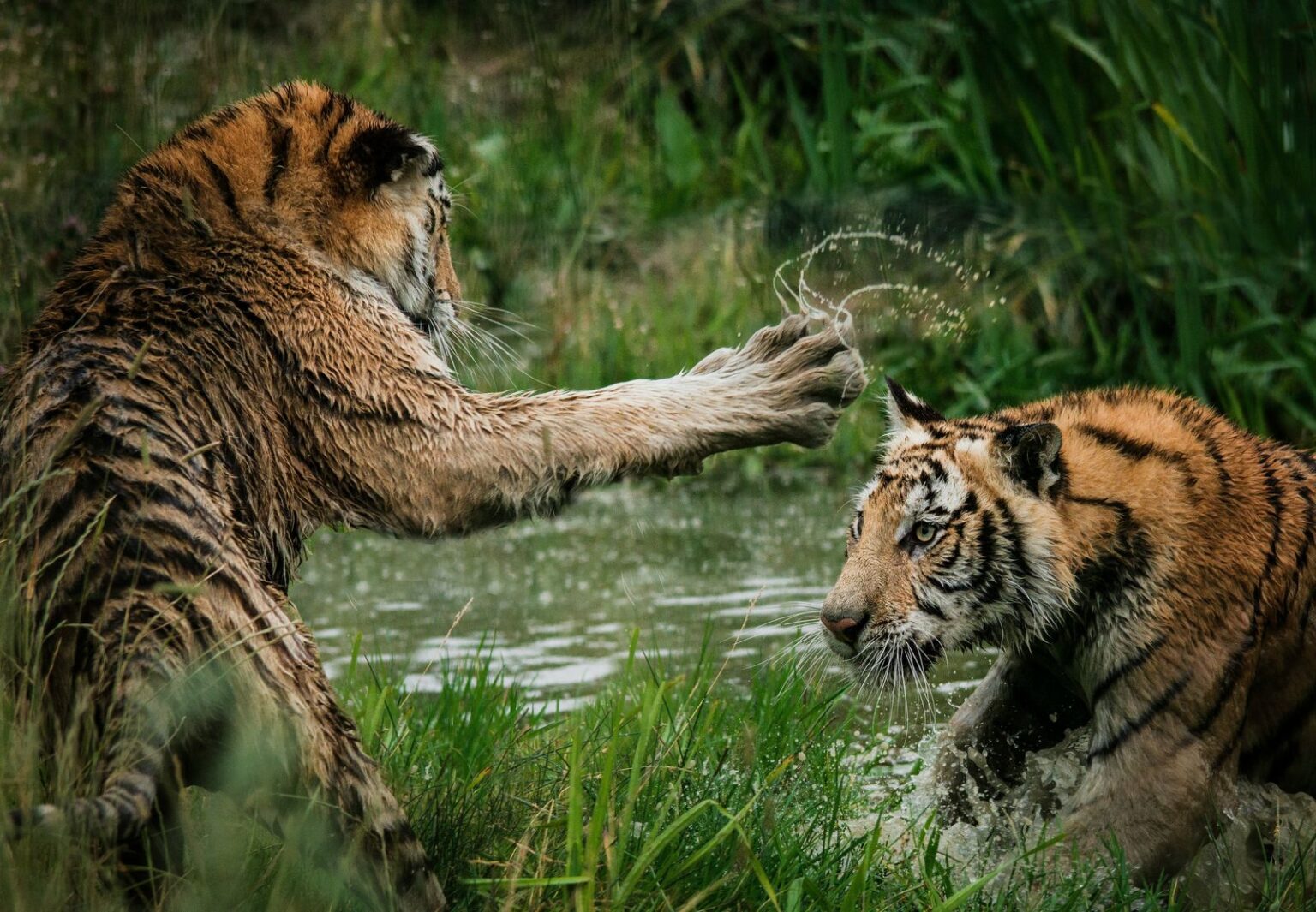 How Do Tigers Communicate? Roars, Chuffs & More