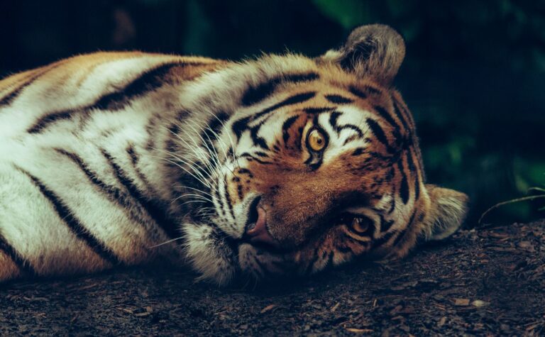 How Do Tigers Communicate? Roars, Chuffs & More