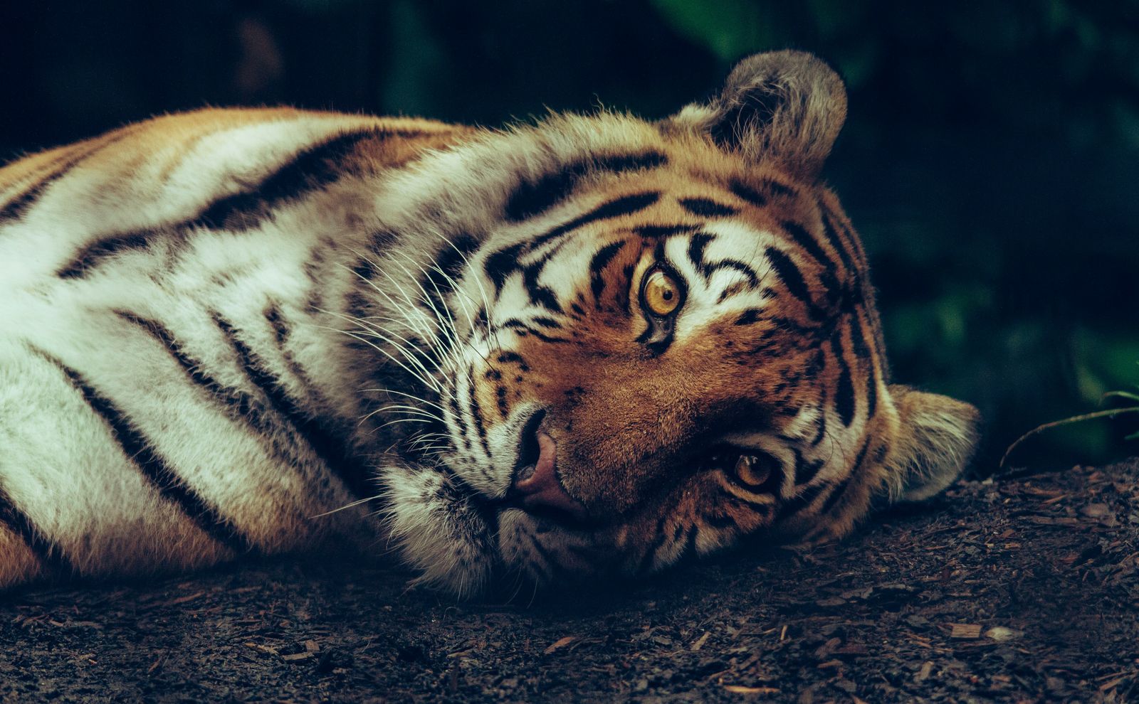 How Do Tigers Communicate? Roars, Chuffs & More