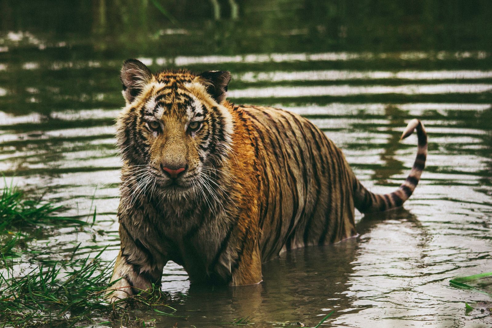 The Success And Challenges Of Tiger Conservation Programs