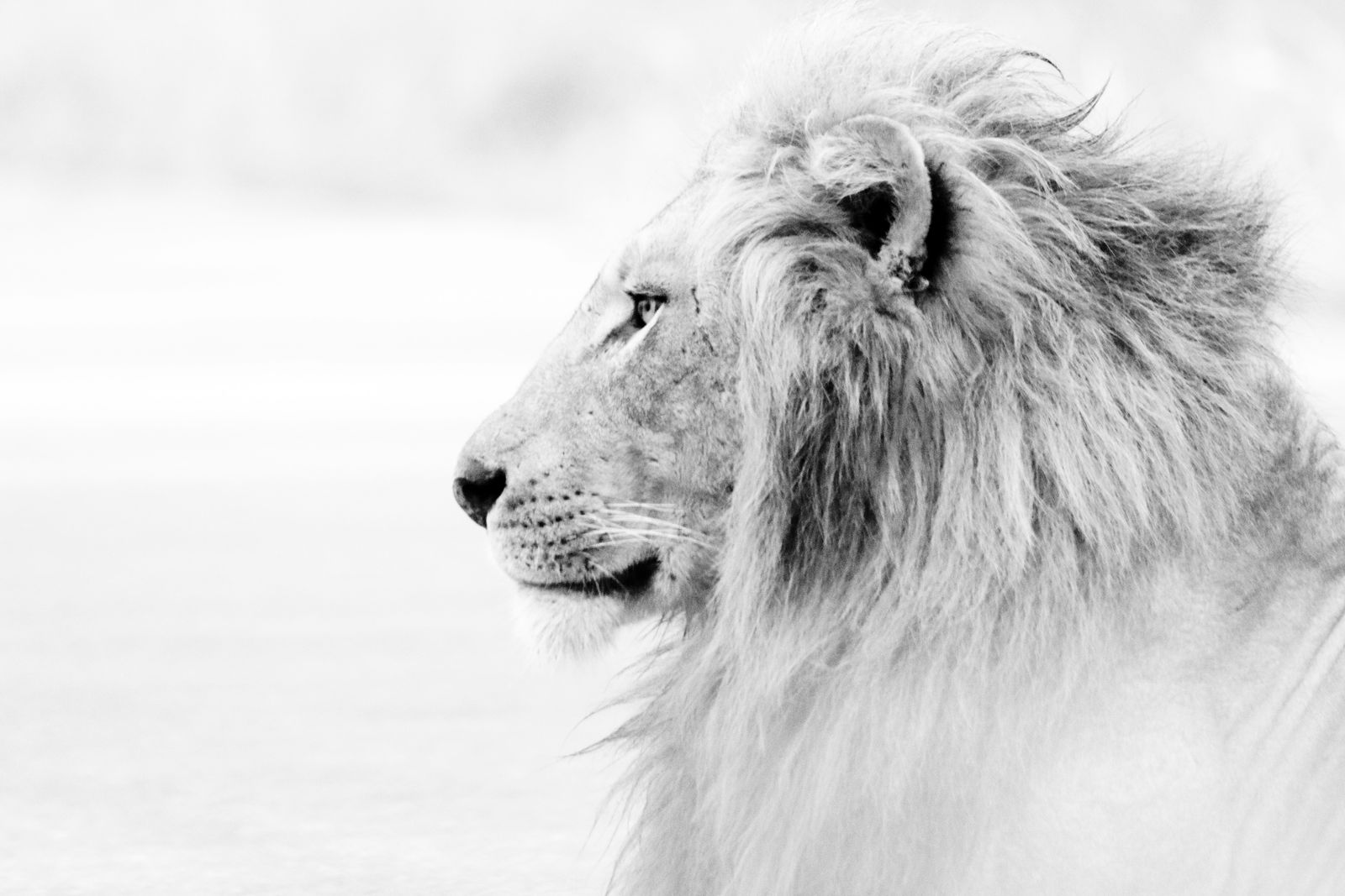 Why Is The Lion The King Of The Jungle If It Lives In The Savanna?