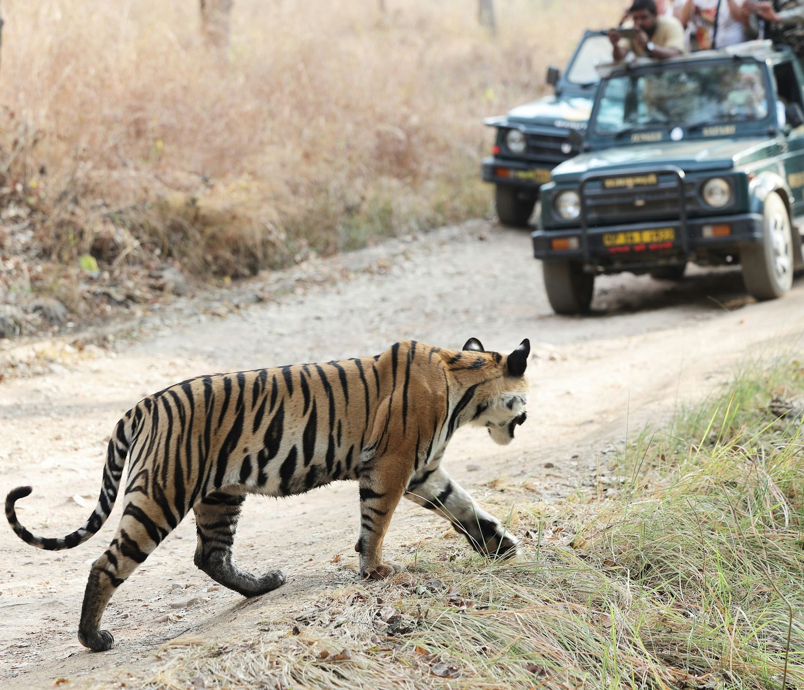 Human-Tiger Conflict: Causes And Mitigation Strategies