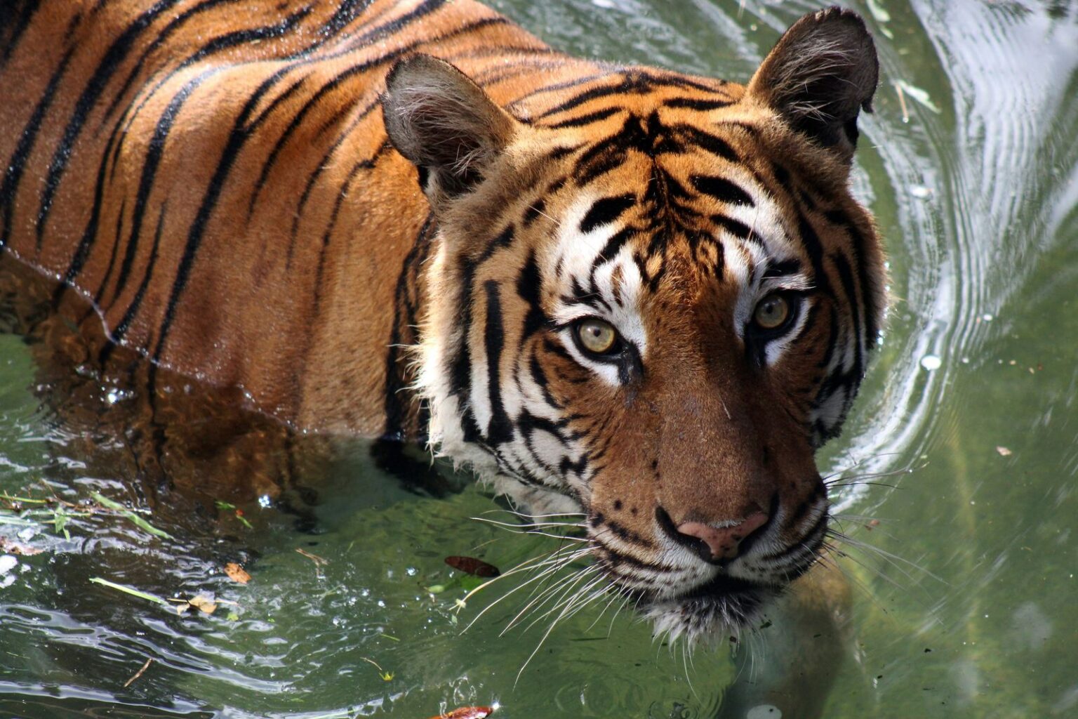 The Success And Challenges Of Tiger Conservation Programs