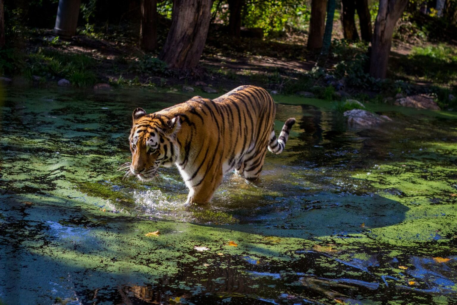Role Of Tigers In Ecosystem And Biodiversity