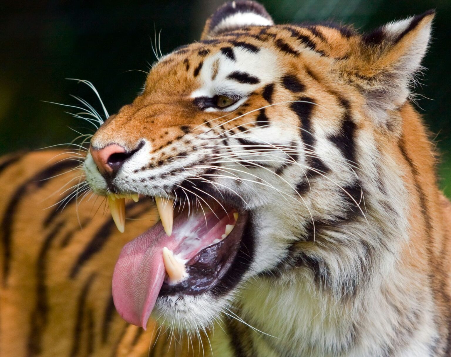 Tiger Hunting Strategies And Prey Selection