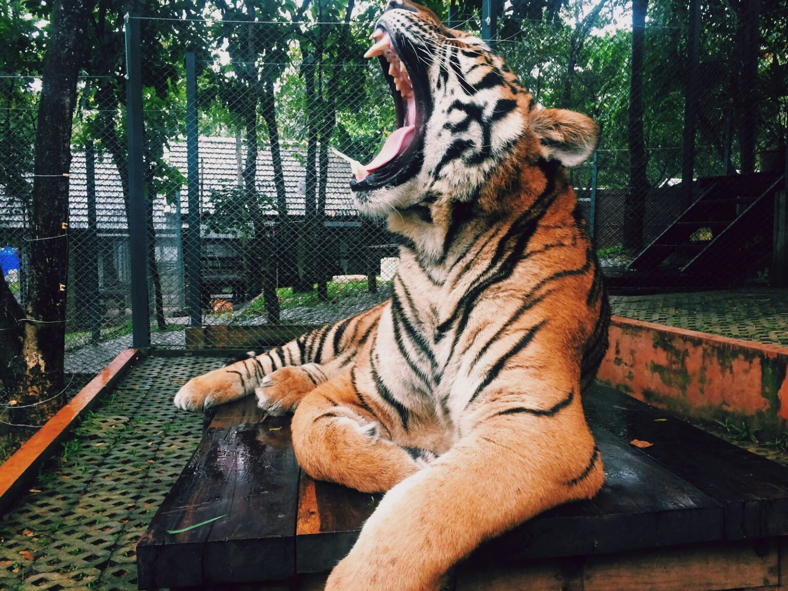 How Do Tigers Communicate? Roars, Chuffs & More
