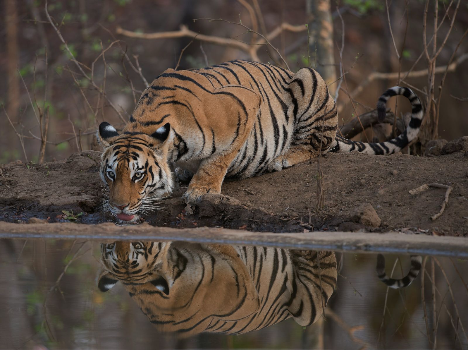 Role Of Tigers In Ecosystem And Biodiversity