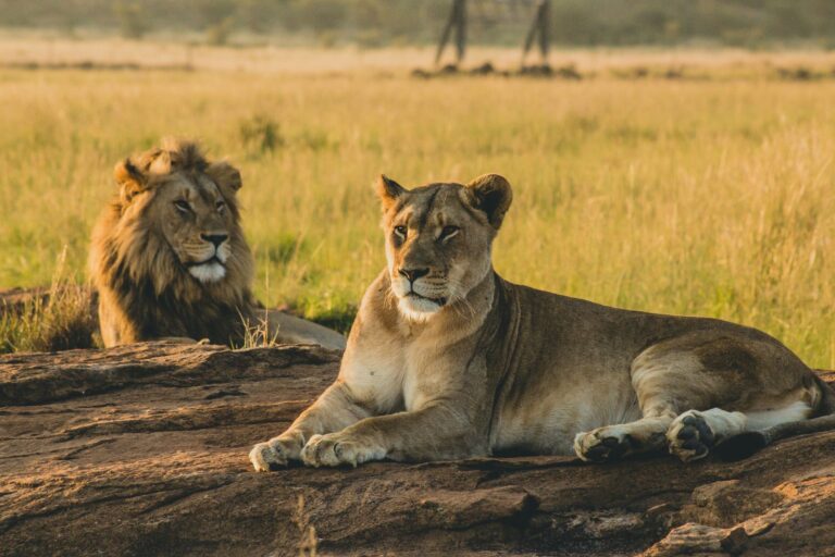 Lion Pride Hierarchy: Key Roles And Social Bonds