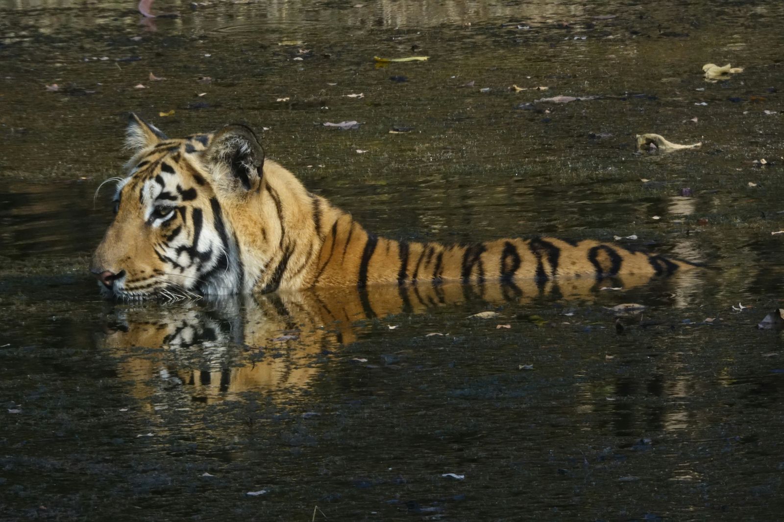 Human-Tiger Conflict: Causes And Mitigation Strategies