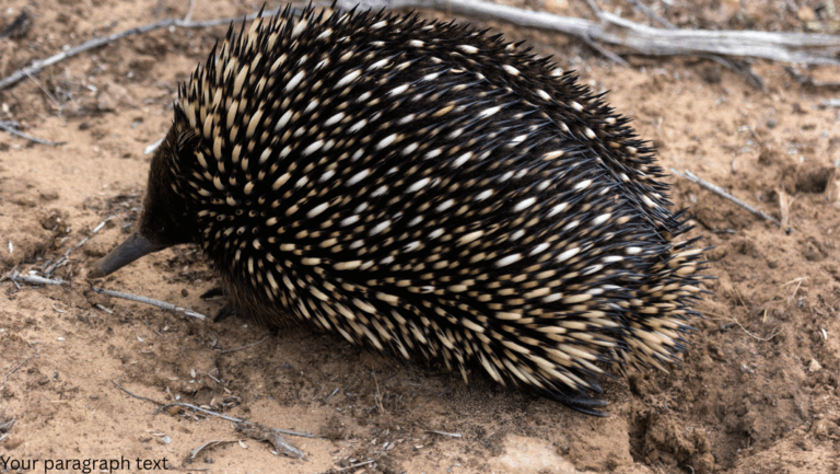 What Mammals Lay Eggs? The Story Of Monotremes